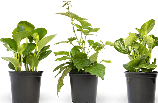 3 Pack Altman Live House Plants Indoor Collection ONLY $16.95 ...